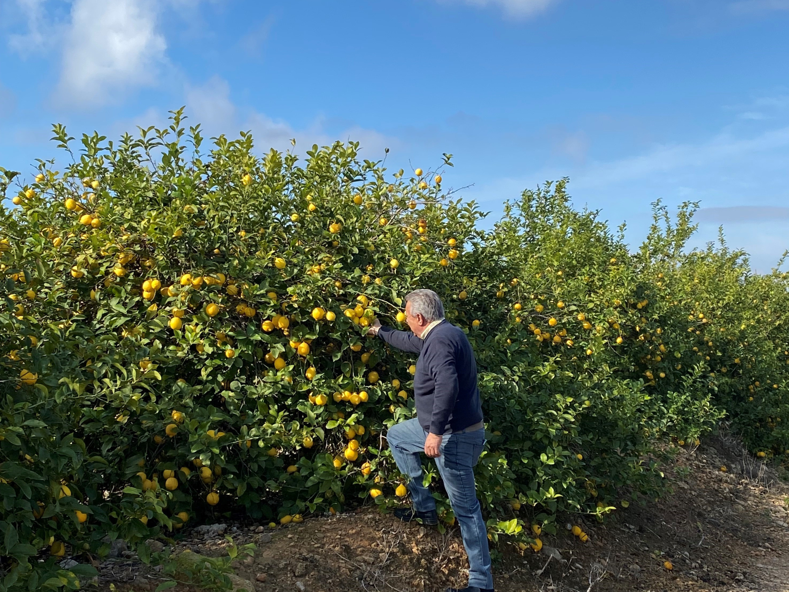 Citrus farming in Spain: an entire world to discover! - Andros Chef ...